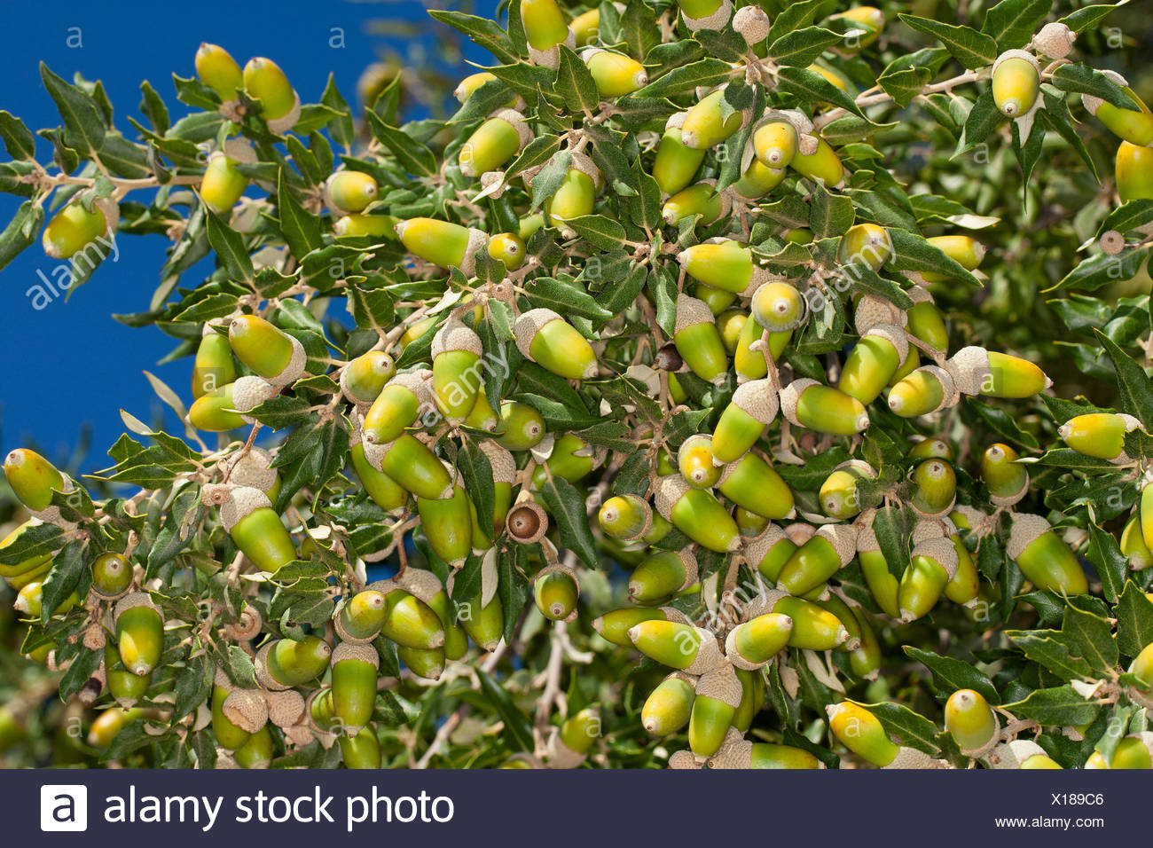 Immature Oak Tree High Resolution Stock Photography and Images - Alamy