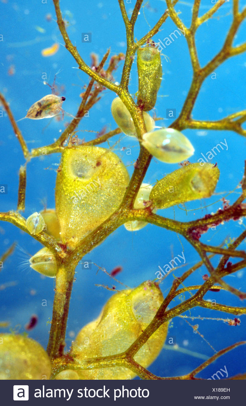 Bladder Trap With Zooplankton High Resolution Stock Photography and ...