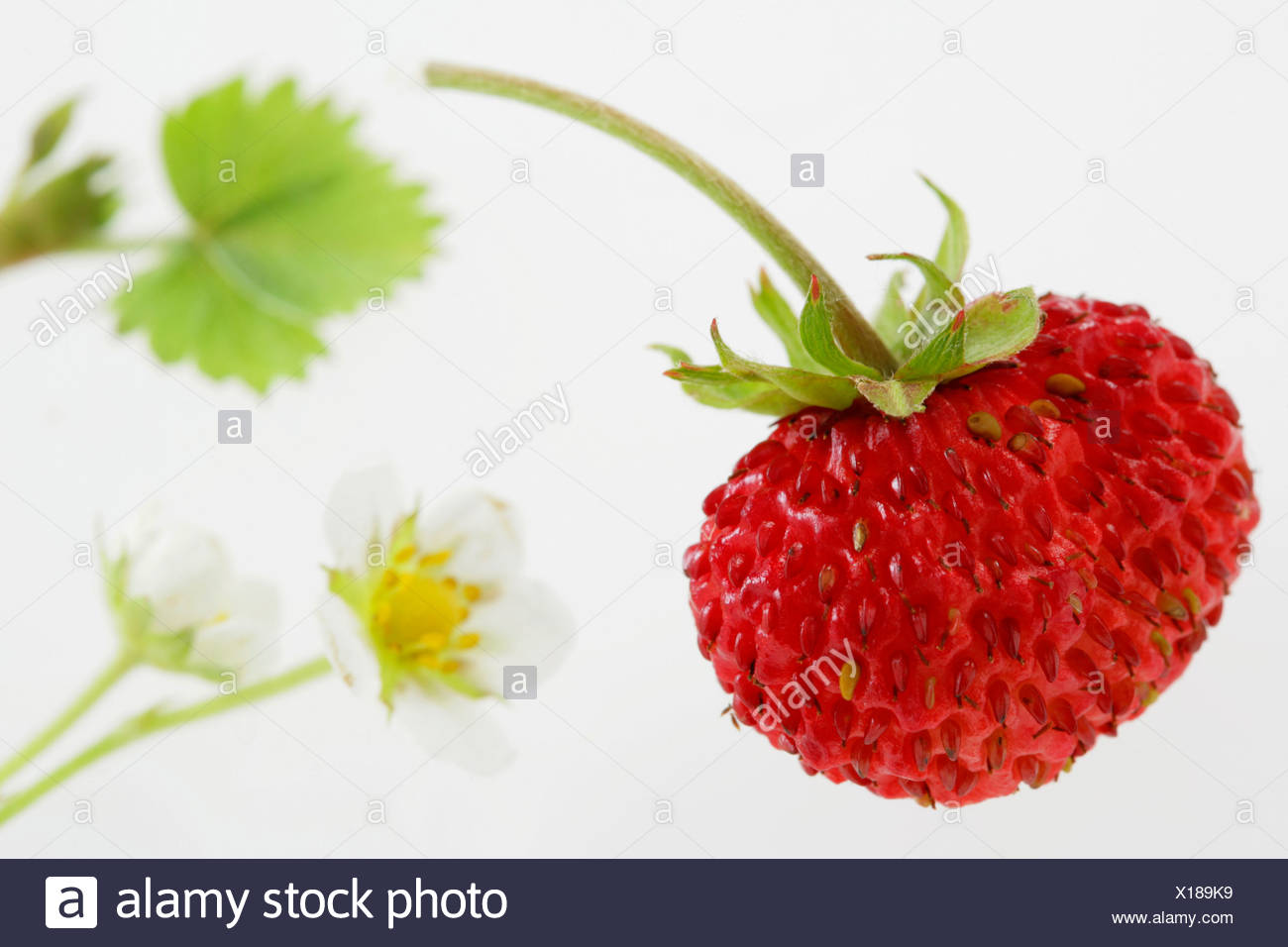 Strawberries Fragaria Sp Stock Photos & Strawberries Fragaria Sp Stock ...