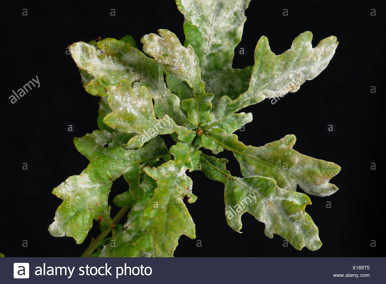 Oak Powdery Mildew High Resolution Stock Photography and Images - Alamy