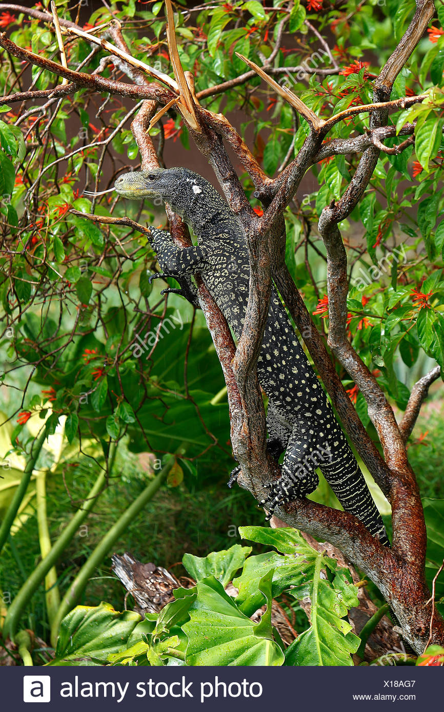 Crocodile Monitor High Resolution Stock Photography and Images - Alamy