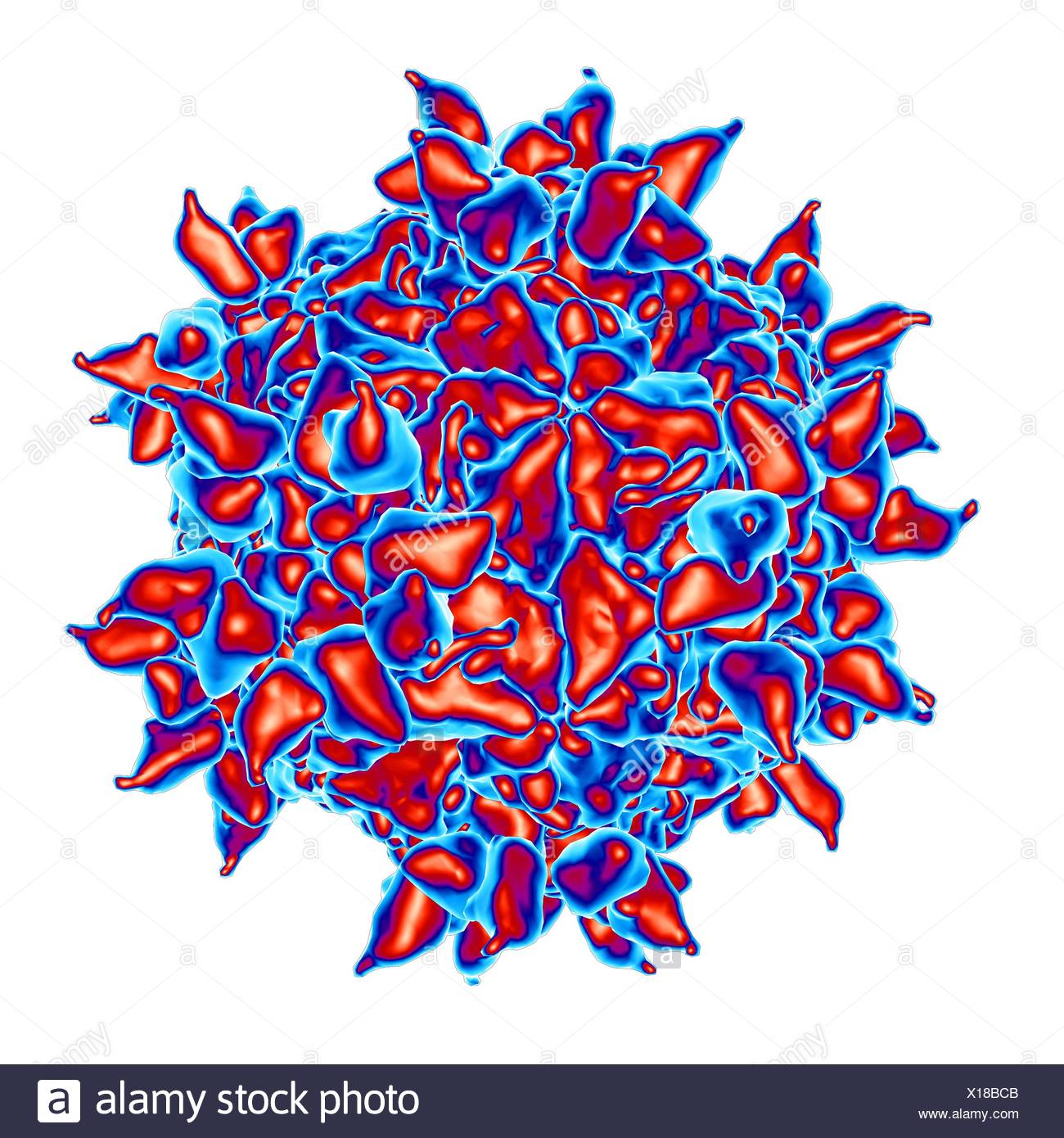 Human Rhinovirus High Resolution Stock Photography and Images - Alamy
