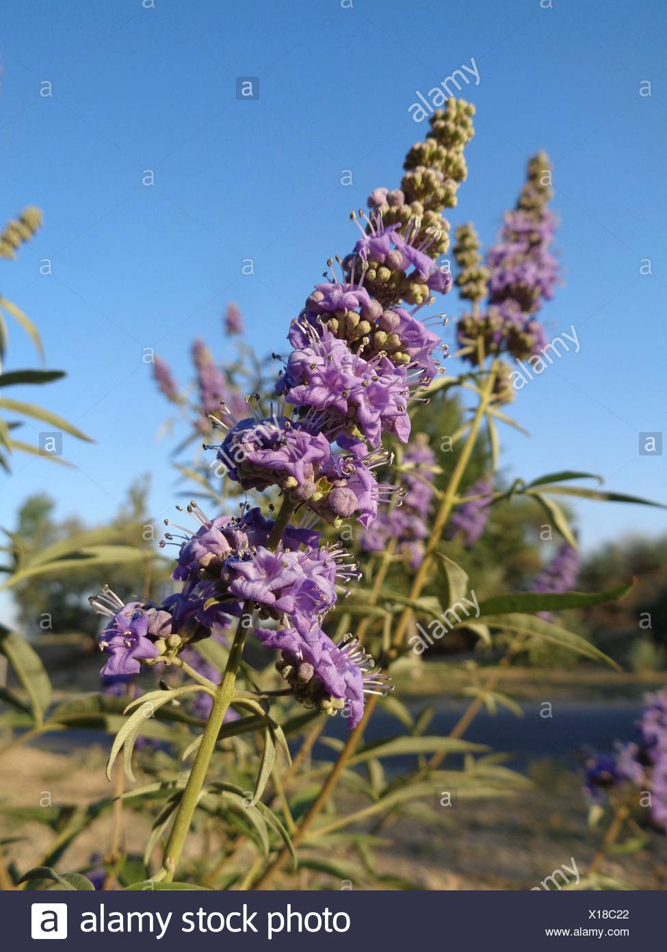Castus High Resolution Stock Photography and Images - Alamy