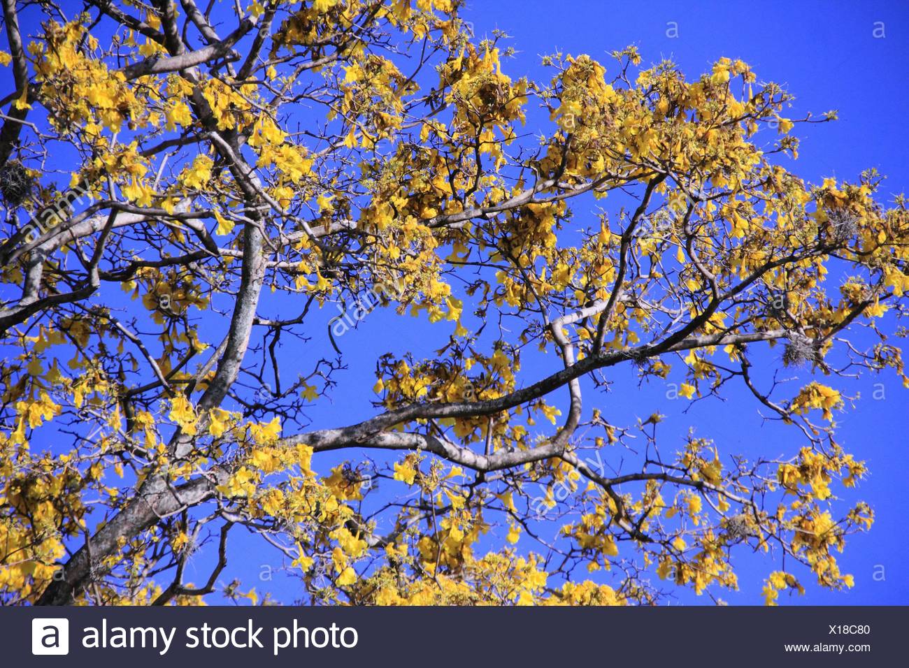 Araguaney High Resolution Stock Photography and Images - Alamy