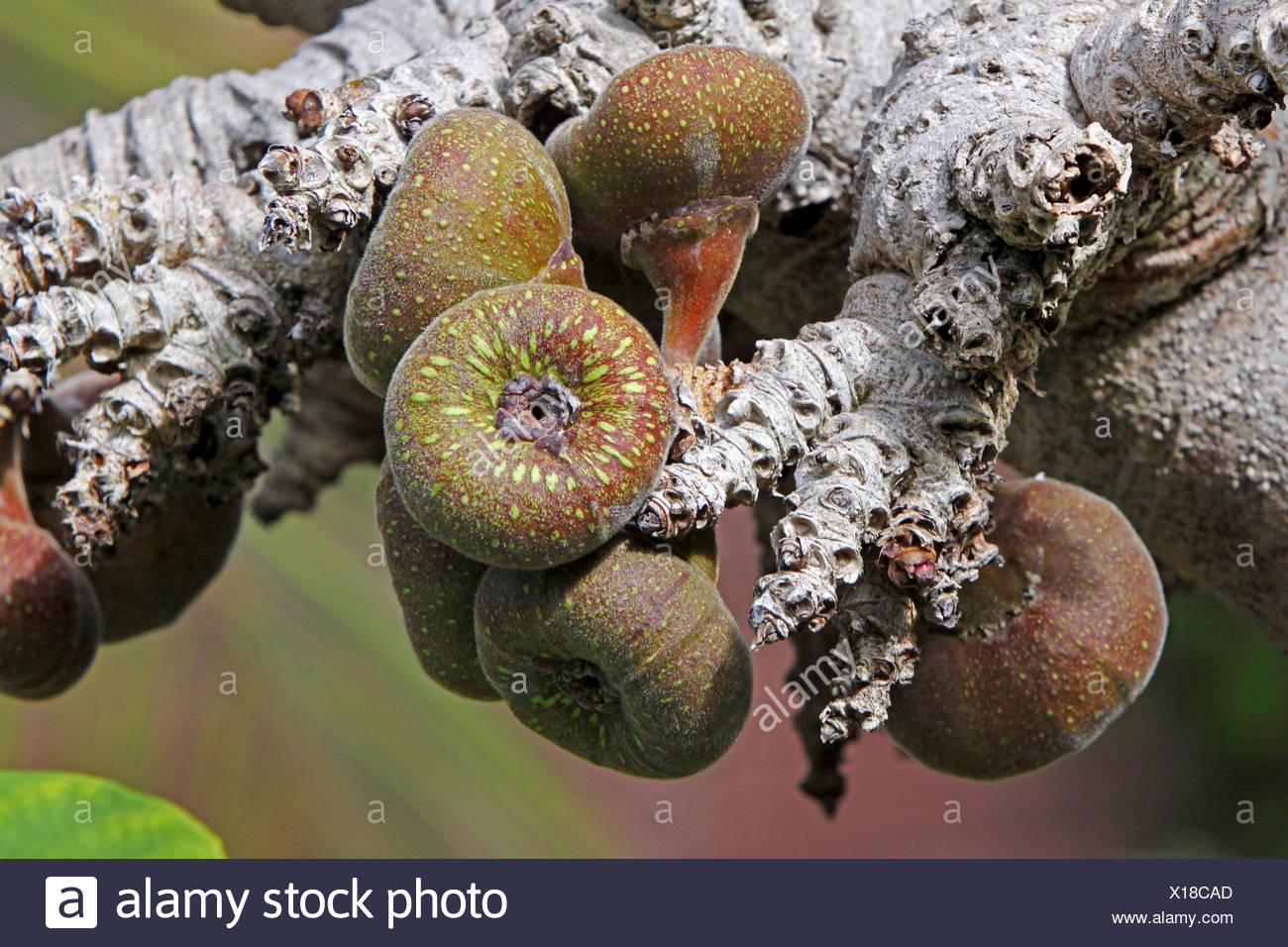 Ficus Auriculata High Resolution Stock Photography and Images - Alamy