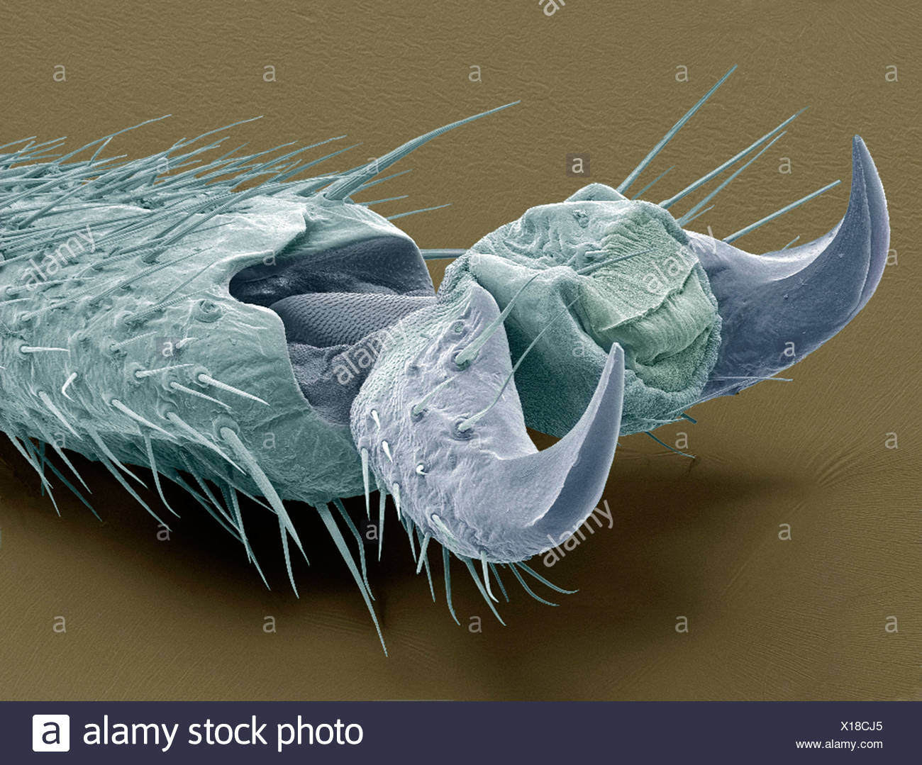 Foot And Claws High Resolution Stock Photography and Images - Alamy