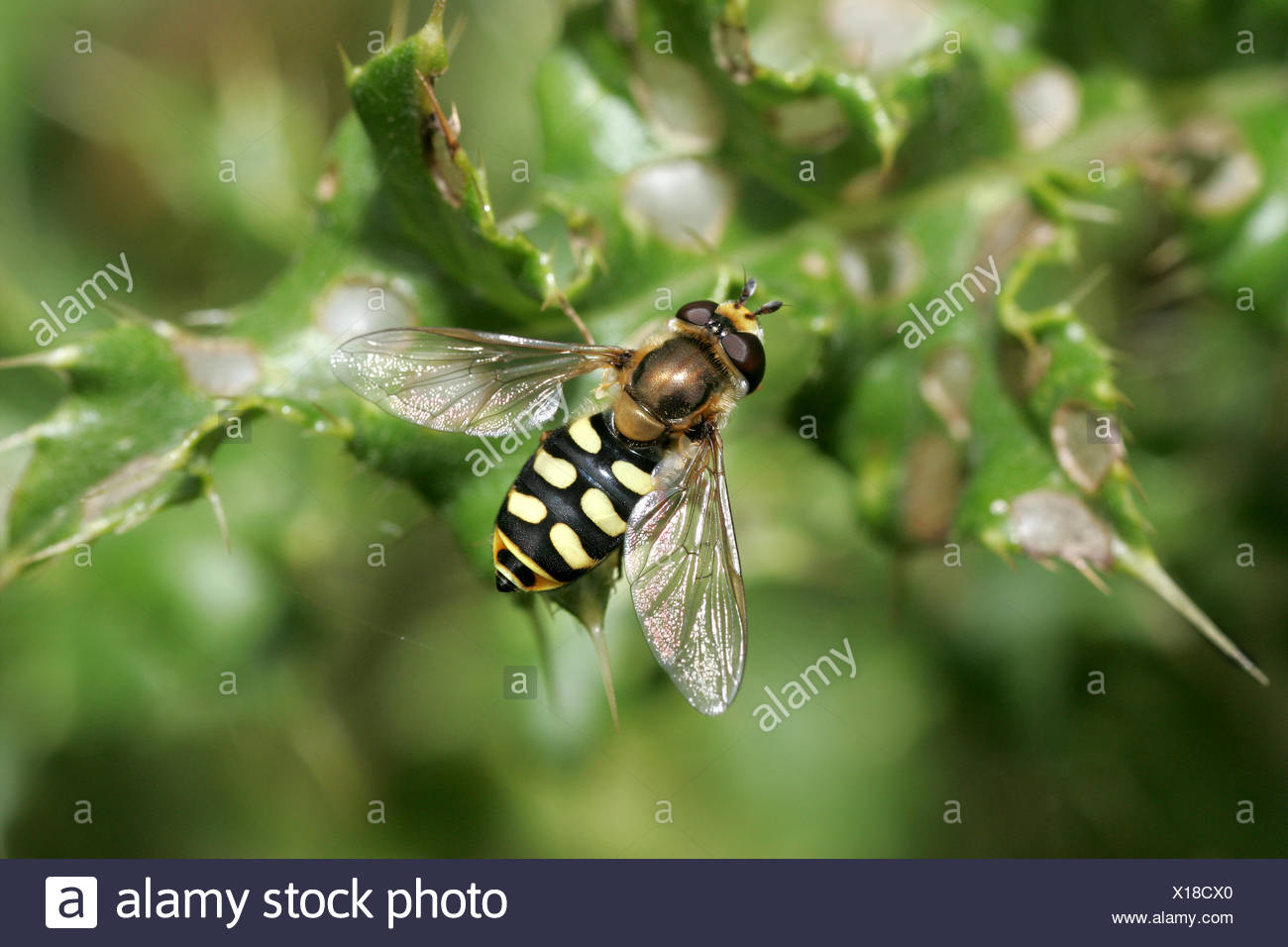 Metasyrphus High Resolution Stock Photography and Images - Alamy