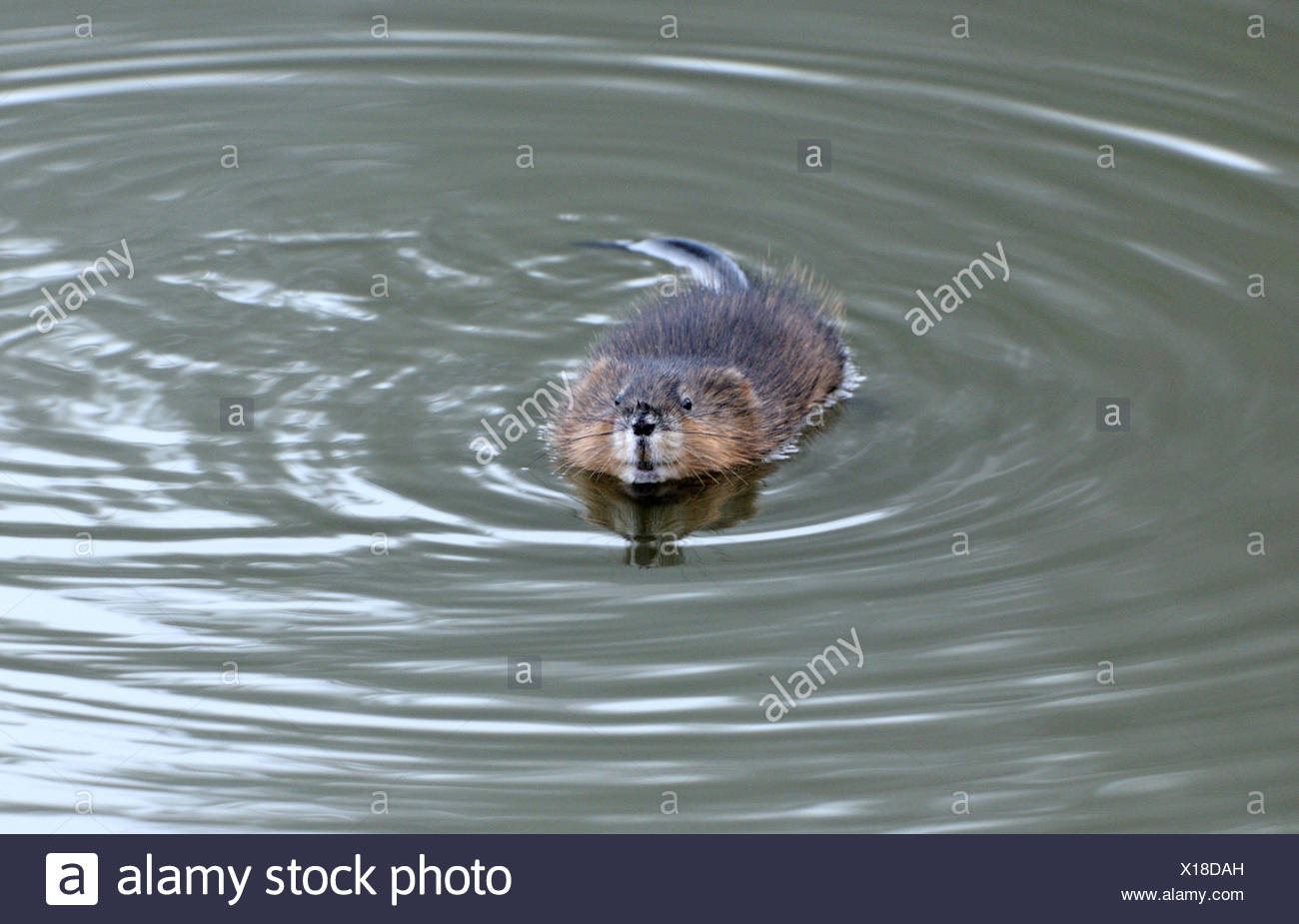 Muskrat Root High Resolution Stock Photography and Images - Alamy