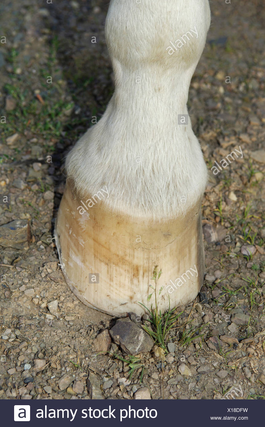 Unshod Horse Stock Photos & Unshod Horse Stock Images - Alamy