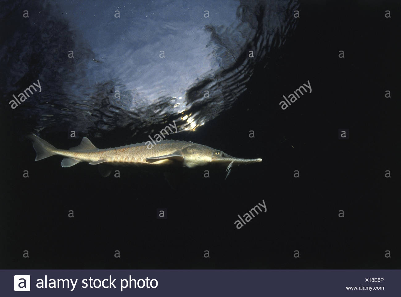 Strahlenflosser Actinopterygii High Resolution Stock Photography and ...