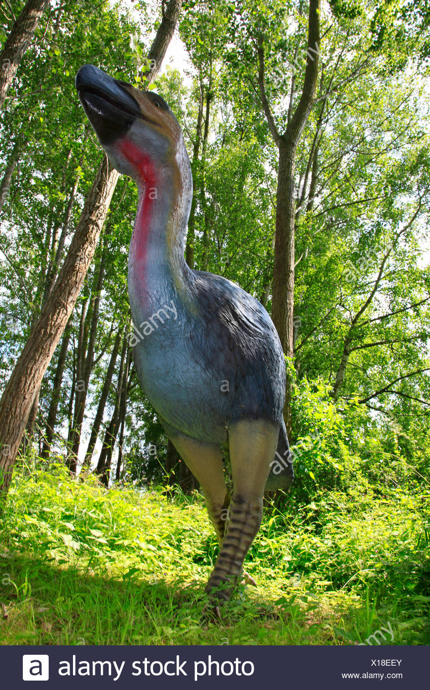 Flightless Species High Resolution Stock Photography and Images - Alamy