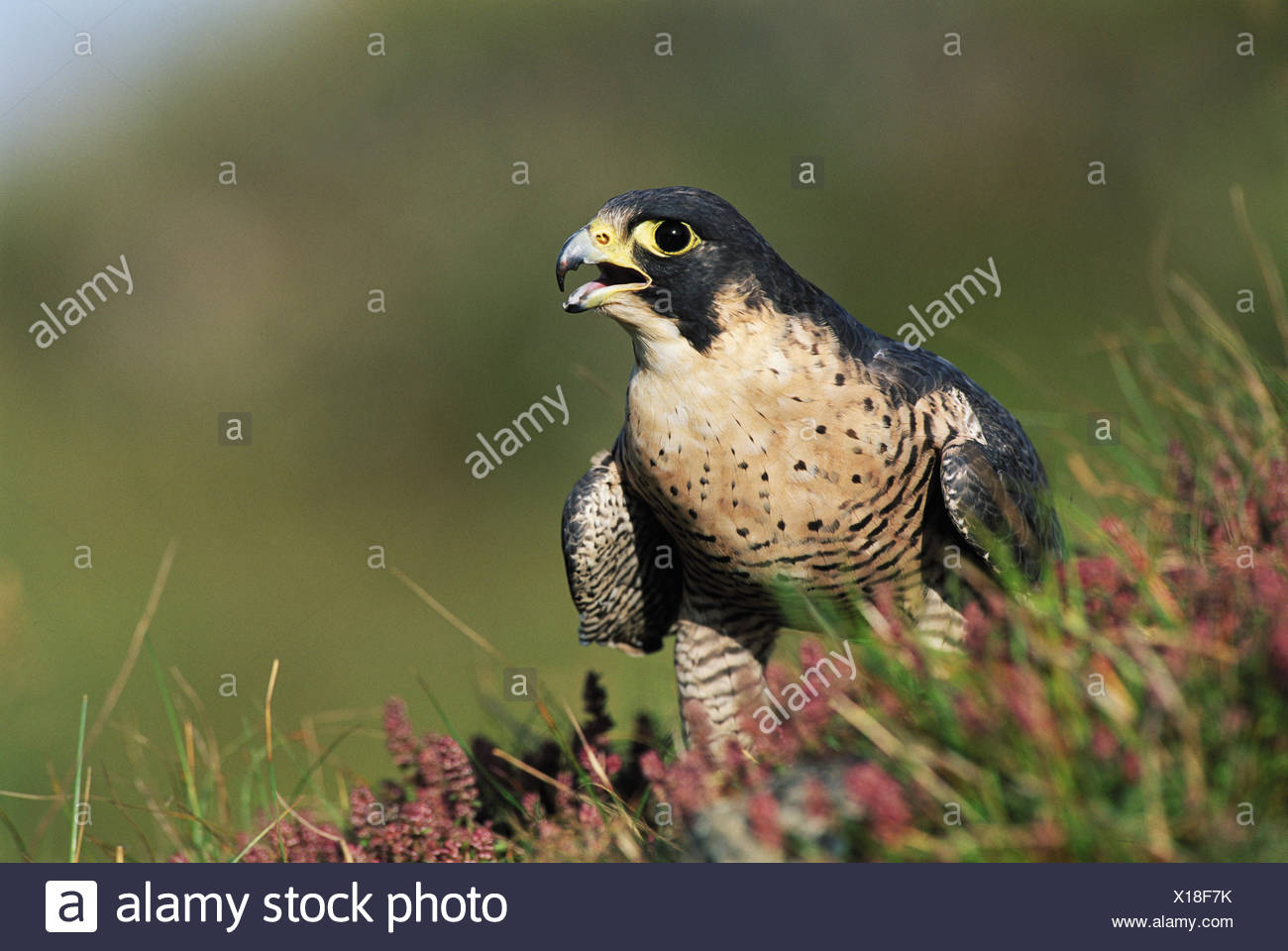 Peregrine Stock Photos & Peregrine Stock Images - Alamy