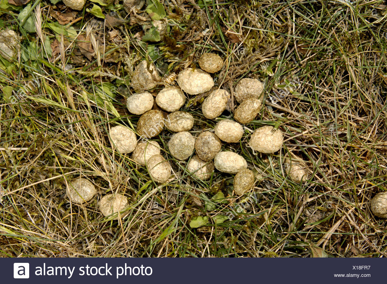 Dropping Droppings Poo High Resolution Stock Photography and Images - Alamy