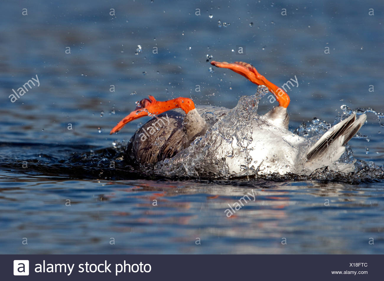 Goose Feet Stock Photos & Goose Feet Stock Images - Alamy