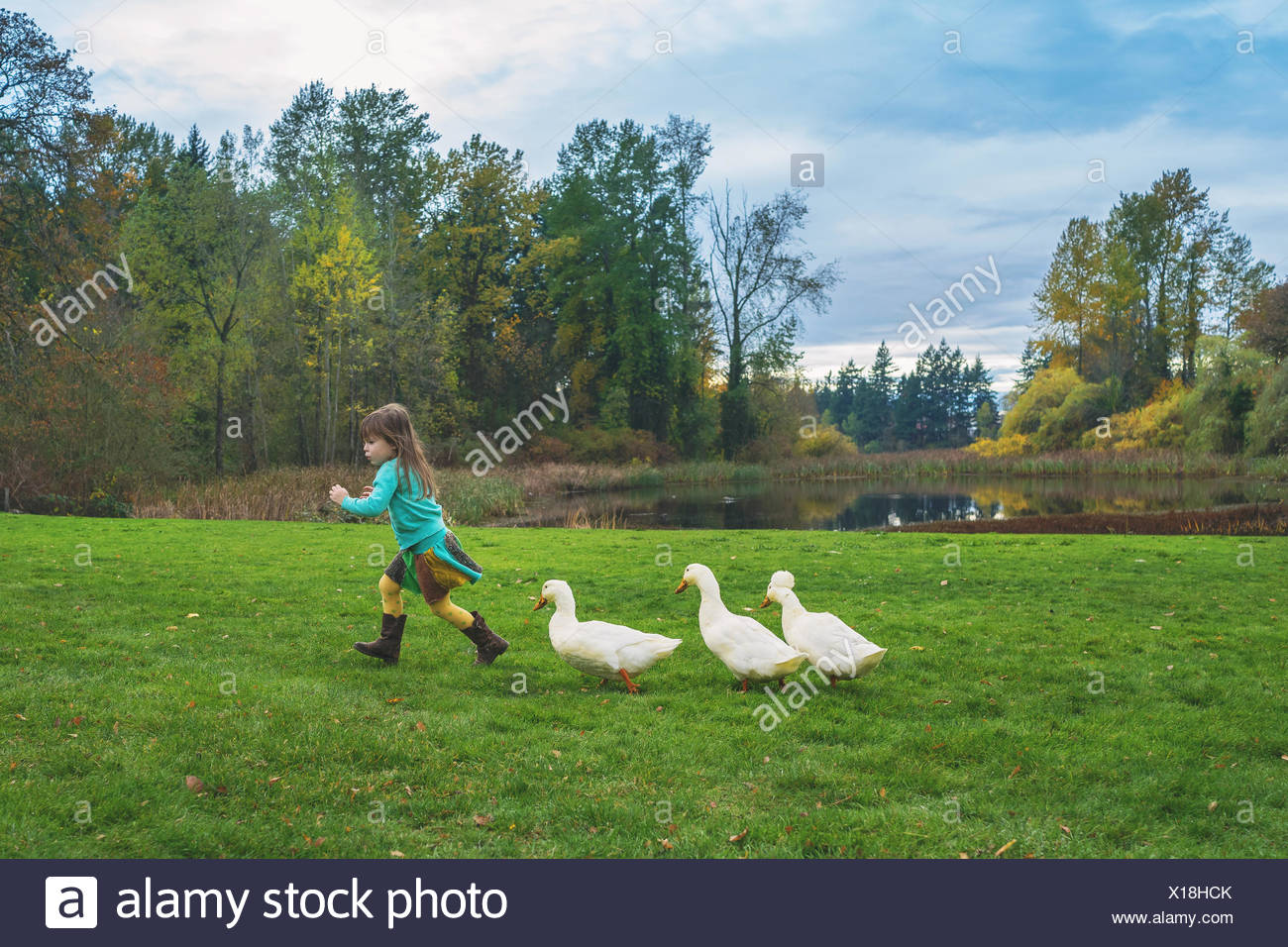 Ducks Row High Resolution Stock Photography and Images - Alamy