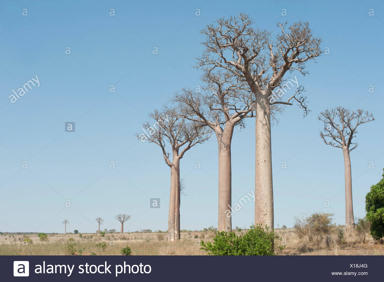 Za Baobab Tree High Resolution Stock Photography and Images - Alamy