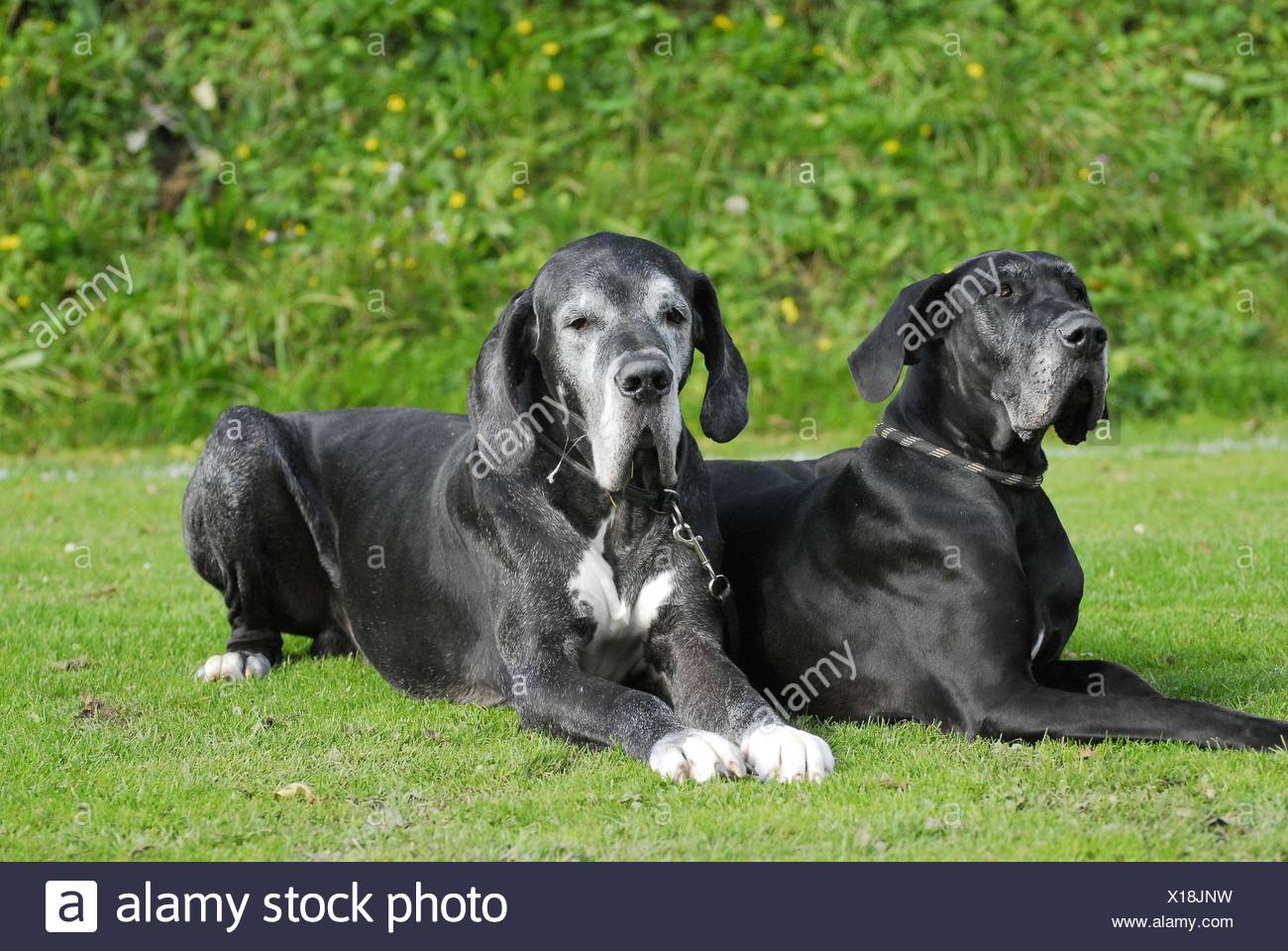 Danes Stock Photos & Danes Stock Images - Alamy