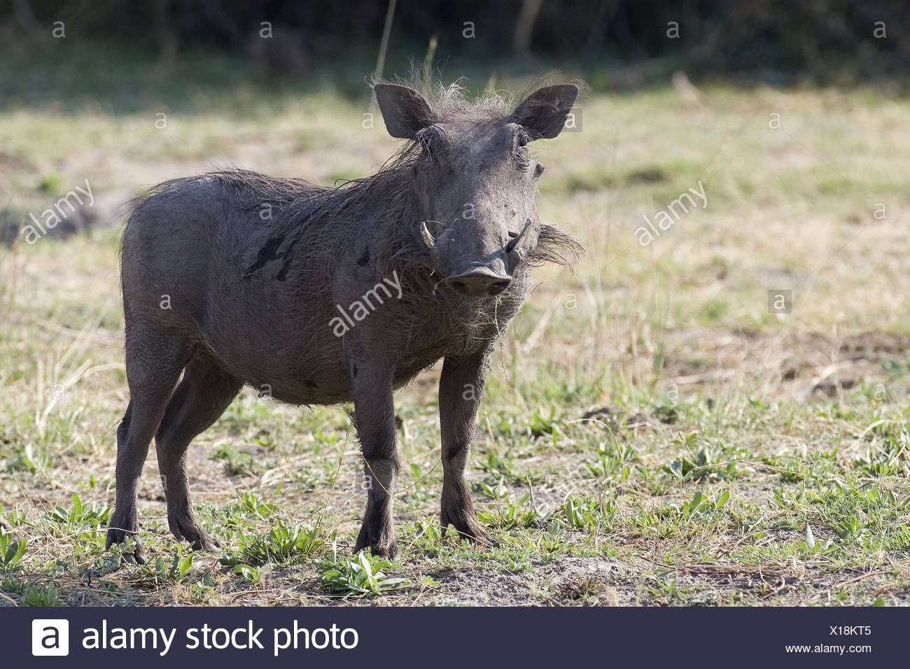 Suinae Stock Photos & Suinae Stock Images - Alamy