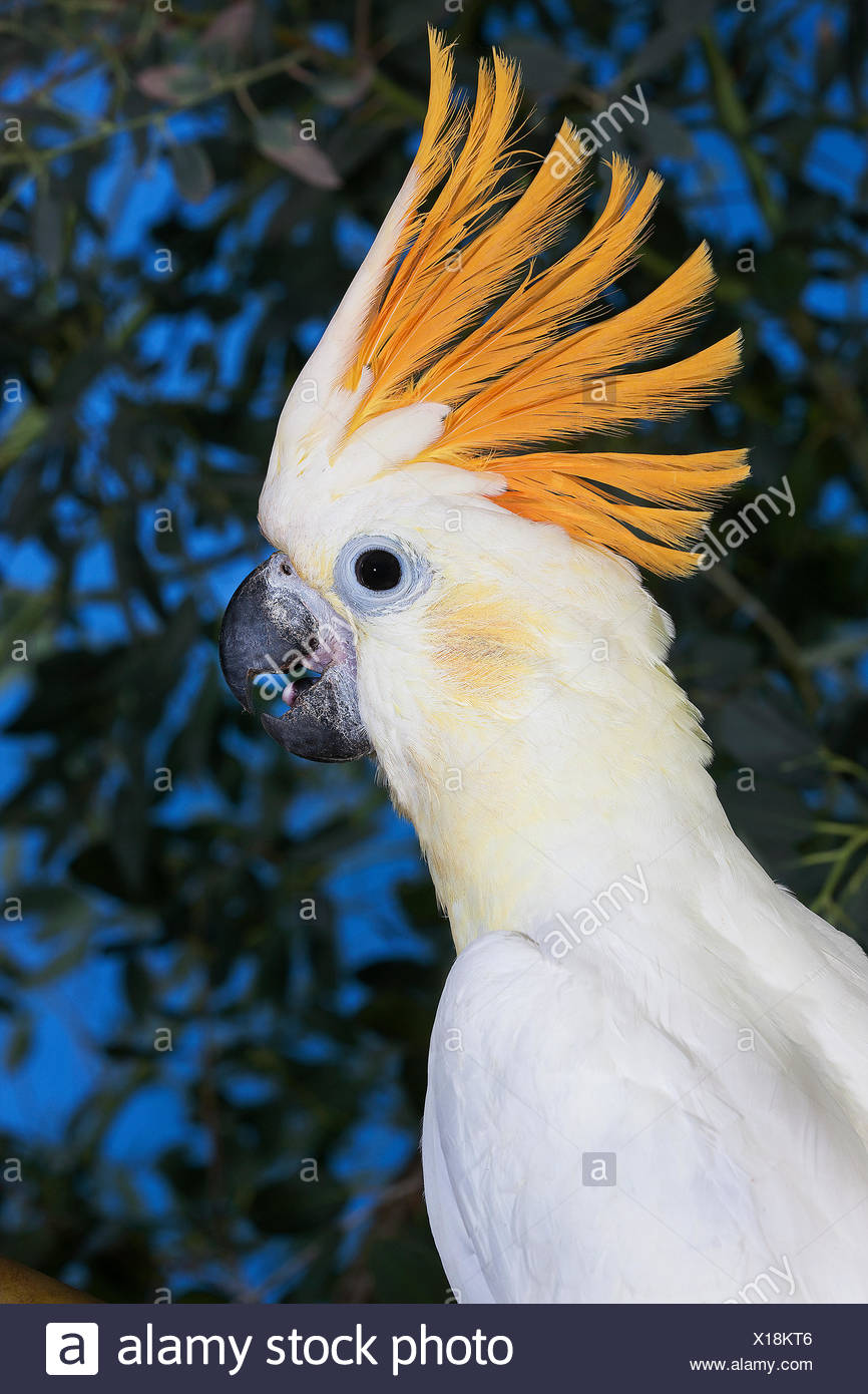 Citron Cockatoo High Resolution Stock Photography and Images - Alamy