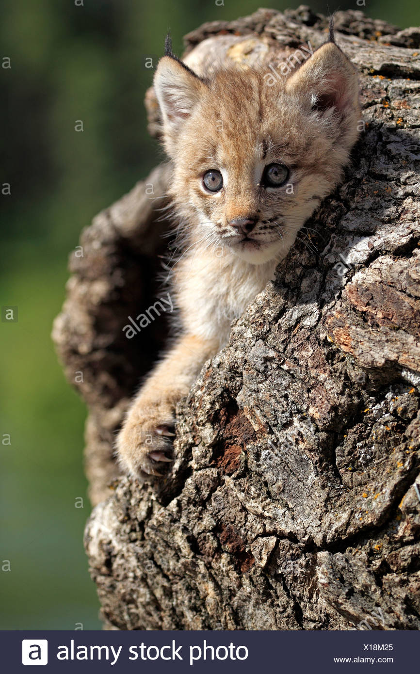 Canada Lynx High Resolution Stock Photography and Images - Alamy
