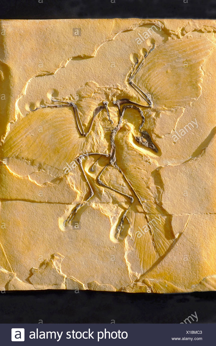 Archaeopteryx High Resolution Stock Photography and Images - Alamy