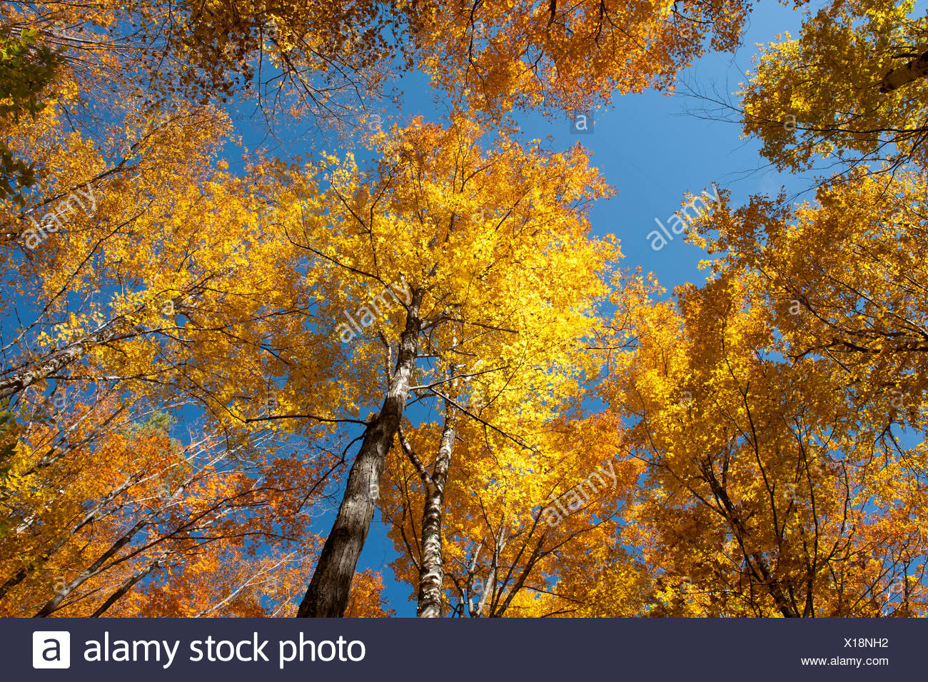Sugar Maple Forest Stock Photos & Sugar Maple Forest Stock Images - Alamy