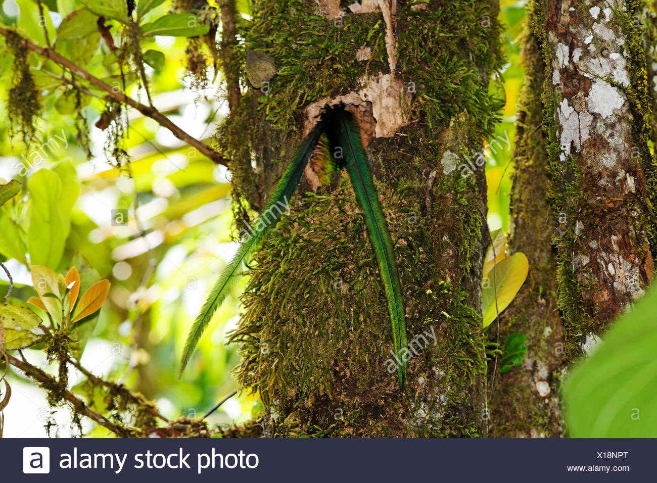 Male Resplendent Quetzal Long Tail High Resolution Stock Photography ...