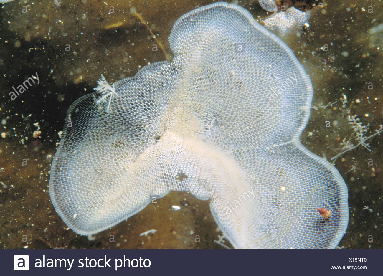Membranipora Membranacea High Resolution Stock Photography and Images ...