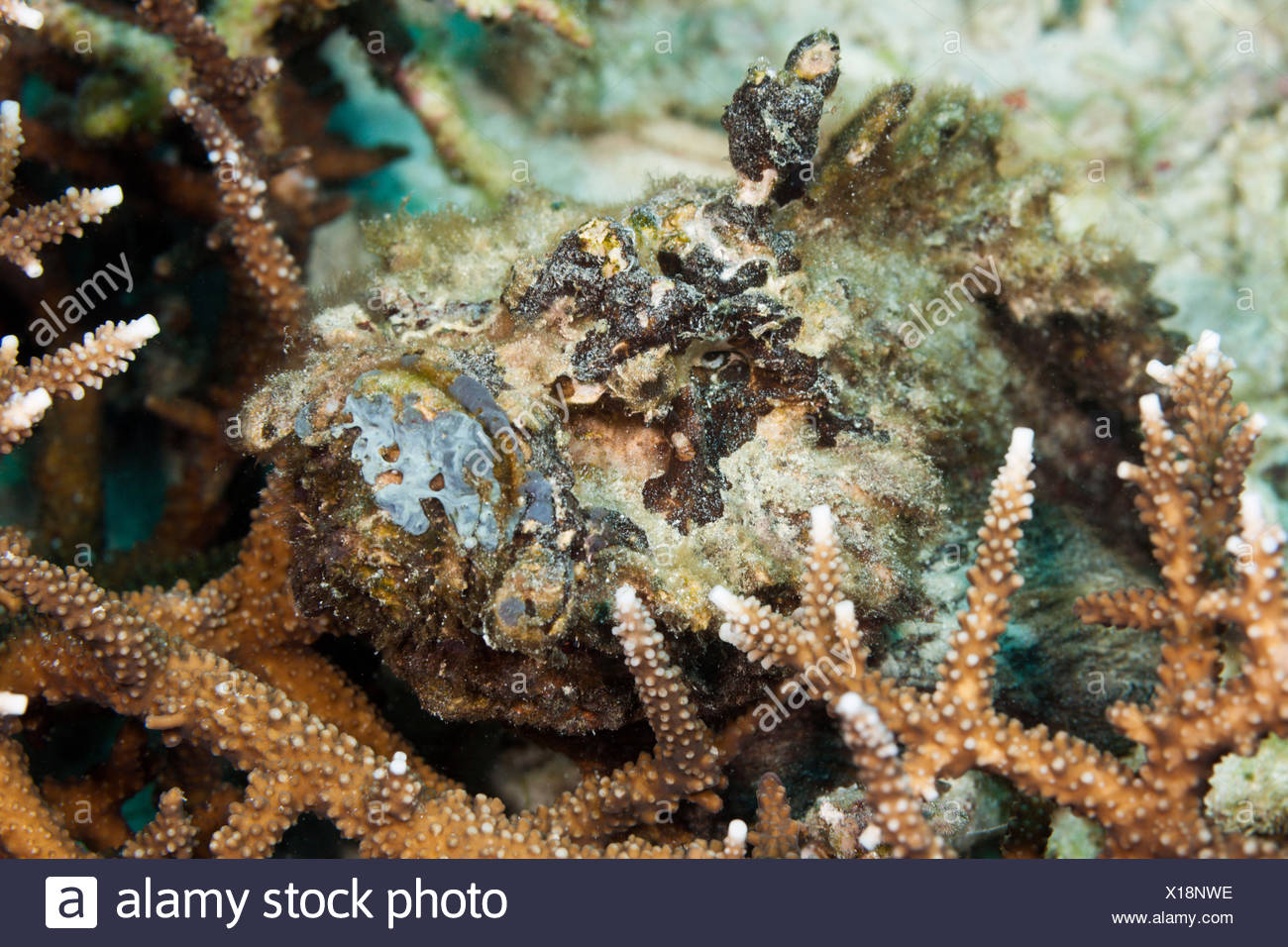 Real Stone High Resolution Stock Photography and Images - Alamy