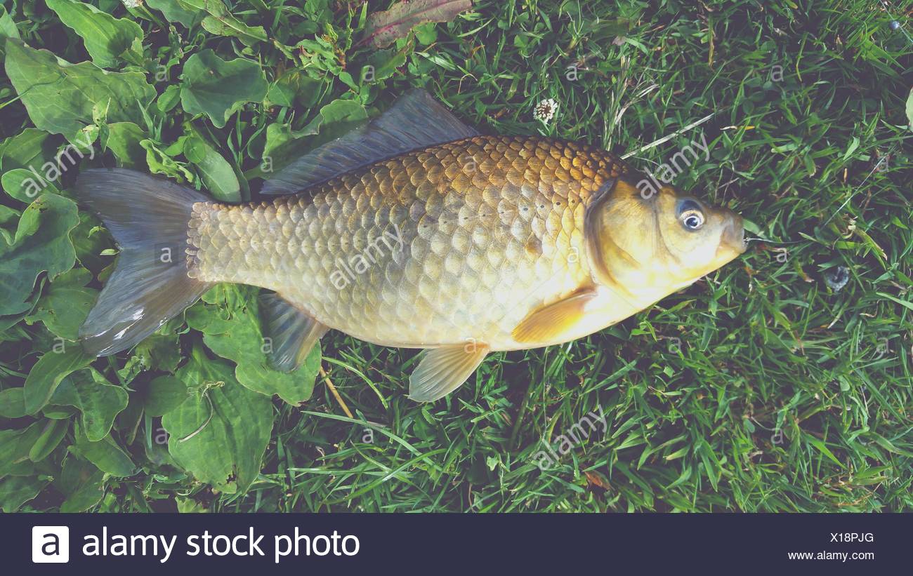 Grass Carp High Resolution Stock Photography and Images - Alamy