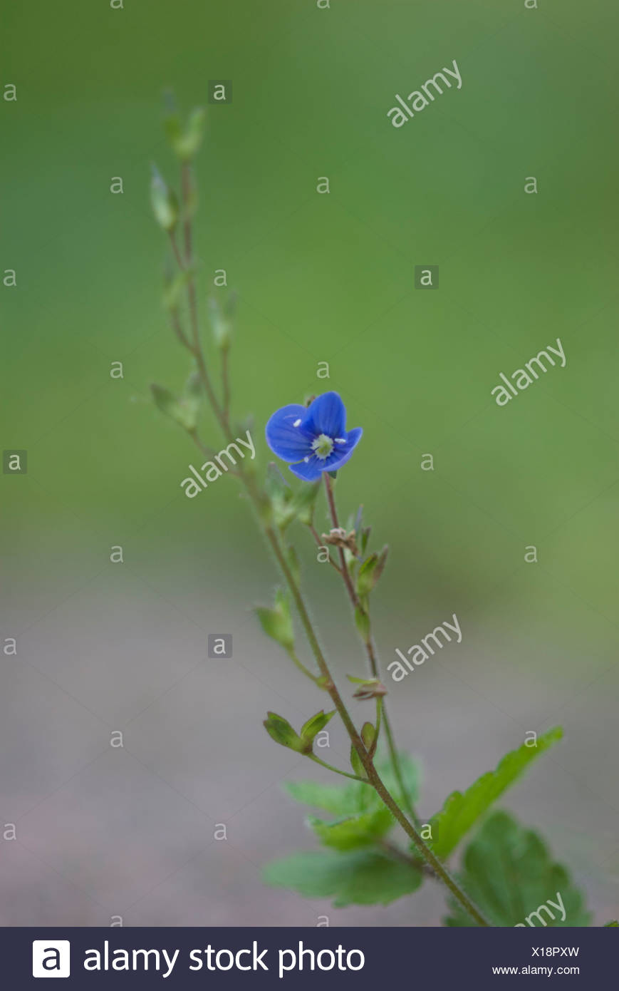 Common Speedwell High Resolution Stock Photography and Images - Alamy