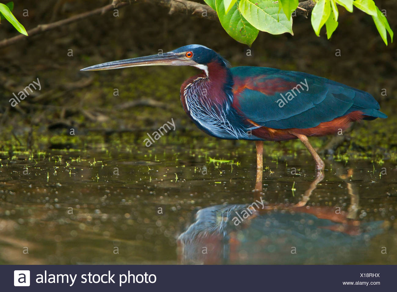Agamiagami High Resolution Stock Photography and Images - Alamy