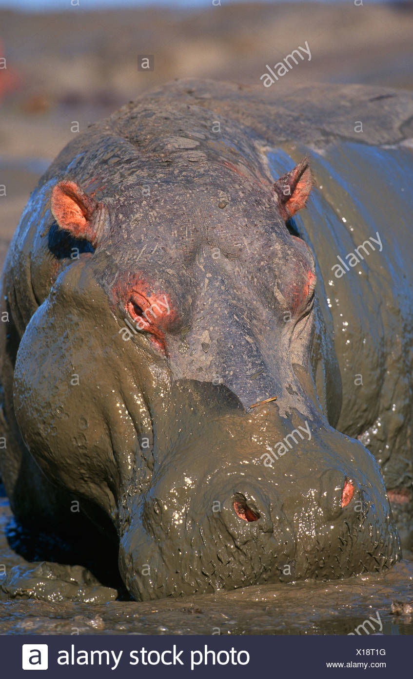 Hippo Mud High Resolution Stock Photography and Images - Alamy
