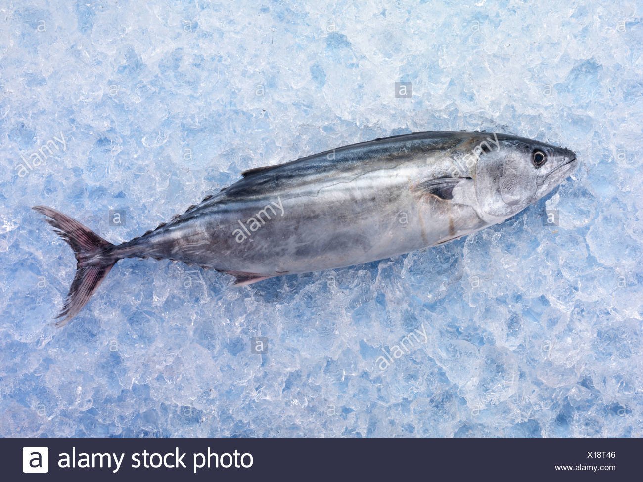 Skipjack Tuna High Resolution Stock Photography and Images - Alamy
