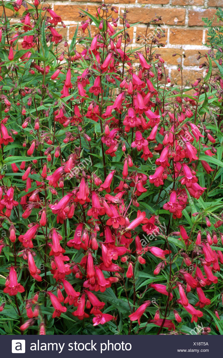 Penstemon Firebird Stock Photos & Penstemon Firebird Stock Images - Alamy