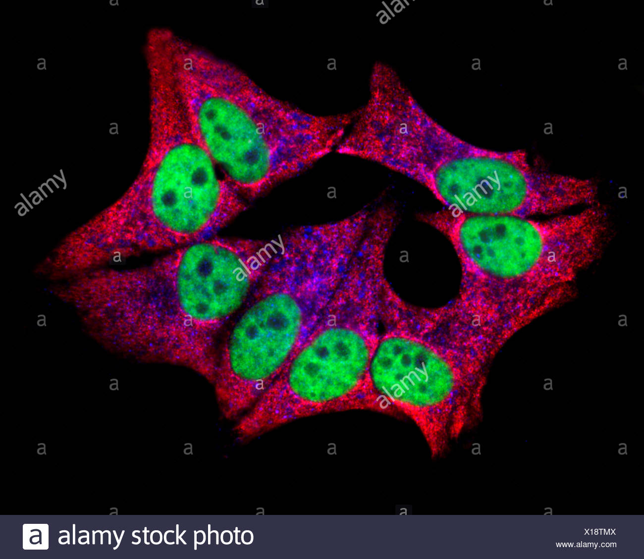 Hela Cell Stock Photos & Hela Cell Stock Images - Alamy