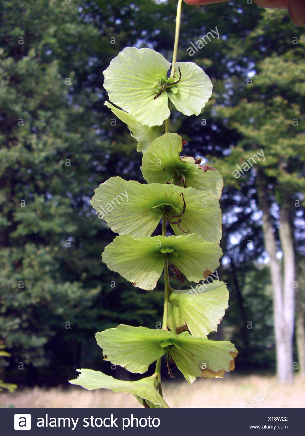 Pterocarya Paliurus High Resolution Stock Photography and Images - Alamy
