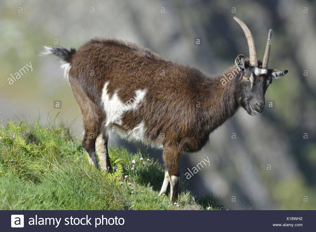 The Mammals High Resolution Stock Photography and Images - Alamy