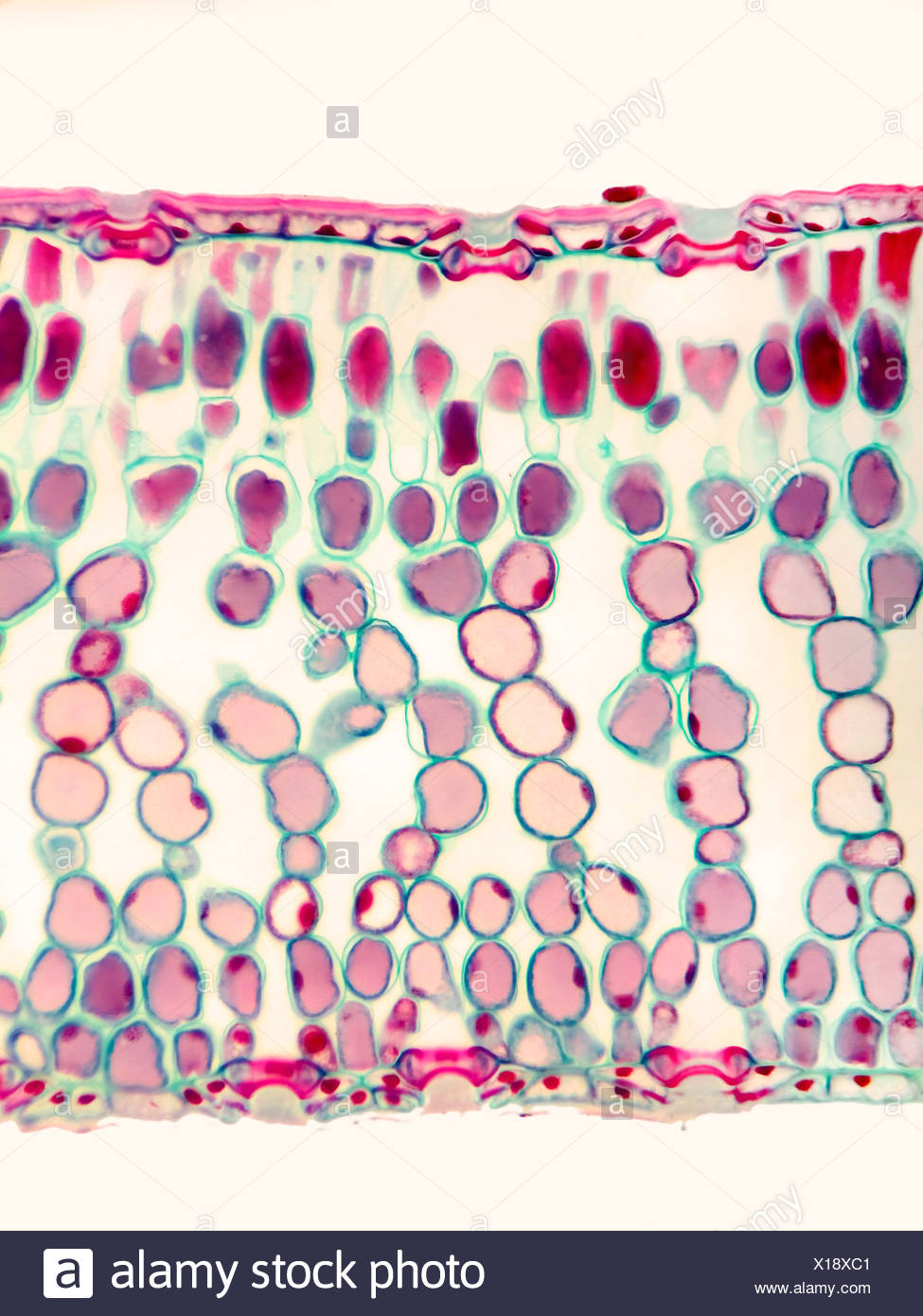 Pine Needle Cross Section High Resolution Stock Photography and Images - Alamy