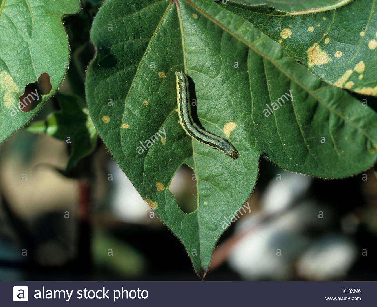 Armyworm Larva Stock Photos & Armyworm Larva Stock Images - Alamy