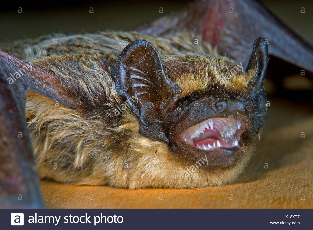 Vespertilionidae Stock Photos & Vespertilionidae Stock Images - Alamy