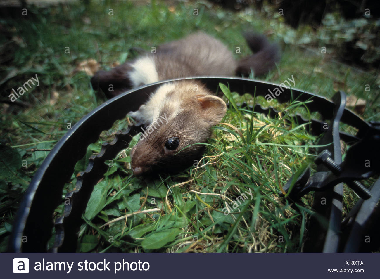 Marten Trap Stock Photos & Marten Trap Stock Images - Alamy