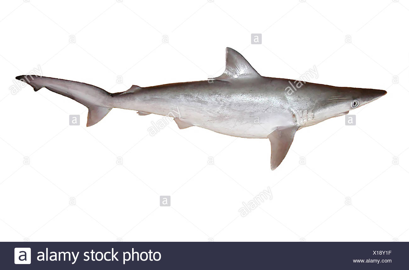 Mustelus Mustelus Stock Photos & Mustelus Mustelus Stock Images - Alamy