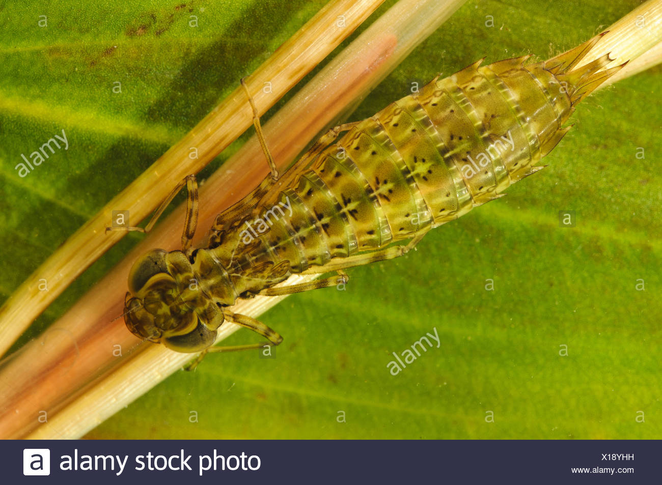 Dragonfly Nymph Underwater High Resolution Stock Photography and Images ...