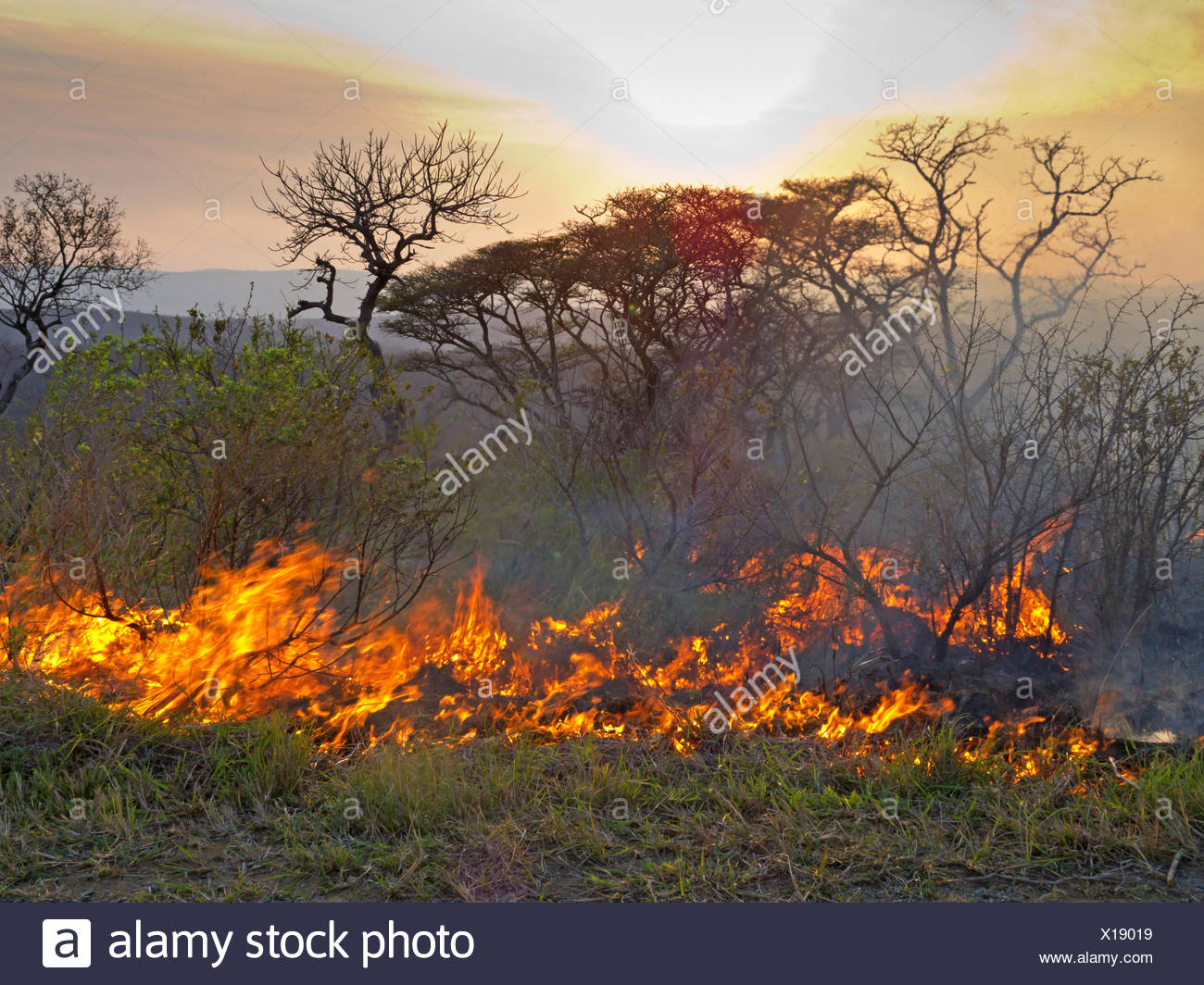 Burning Savannah Stock Photos & Burning Savannah Stock Images - Alamy