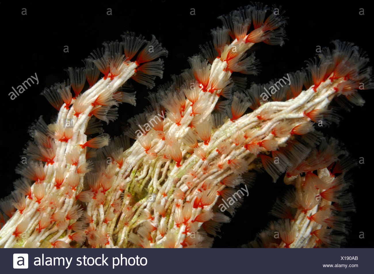 Tube Worms Stock Photos & Tube Worms Stock Images - Alamy