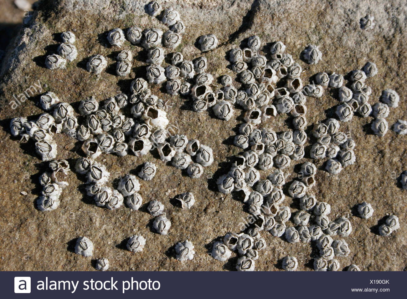 Chthamalus Stock Photos & Chthamalus Stock Images - Alamy