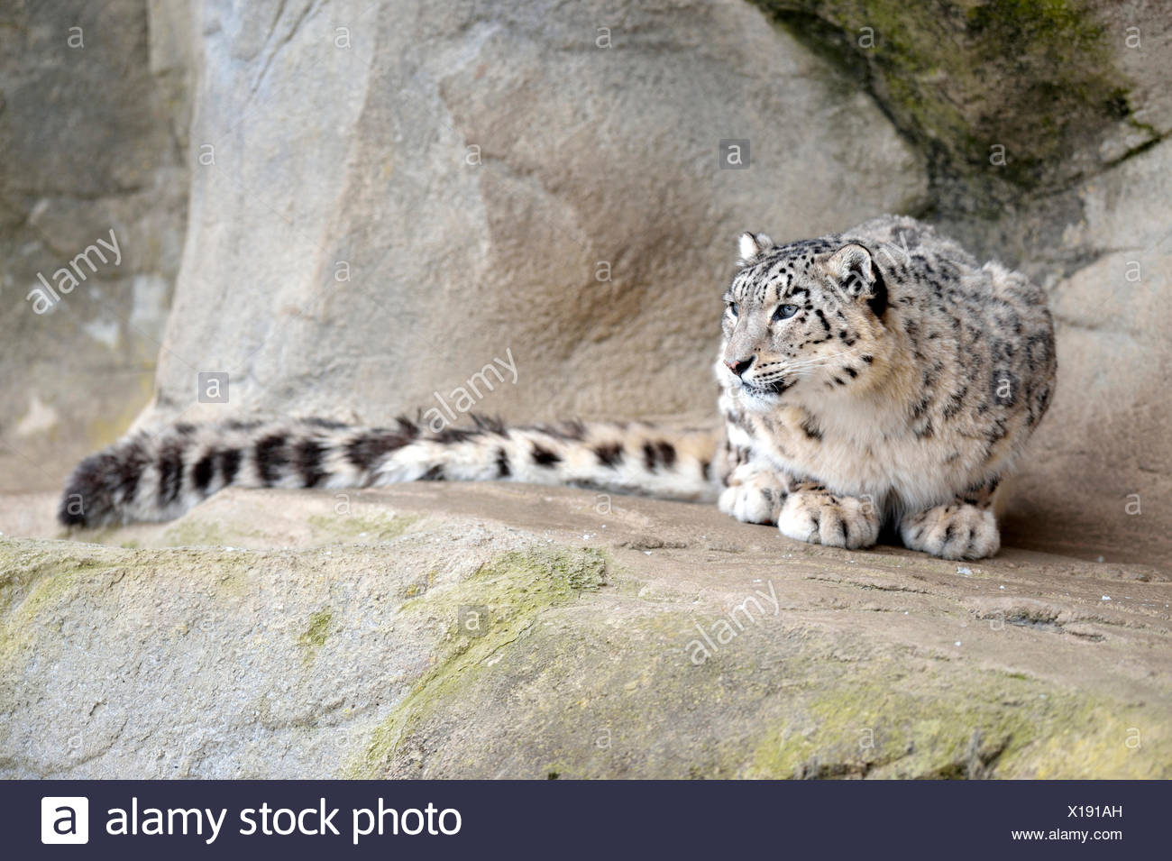 Female Snow Leopard High Resolution Stock Photography and Images - Alamy