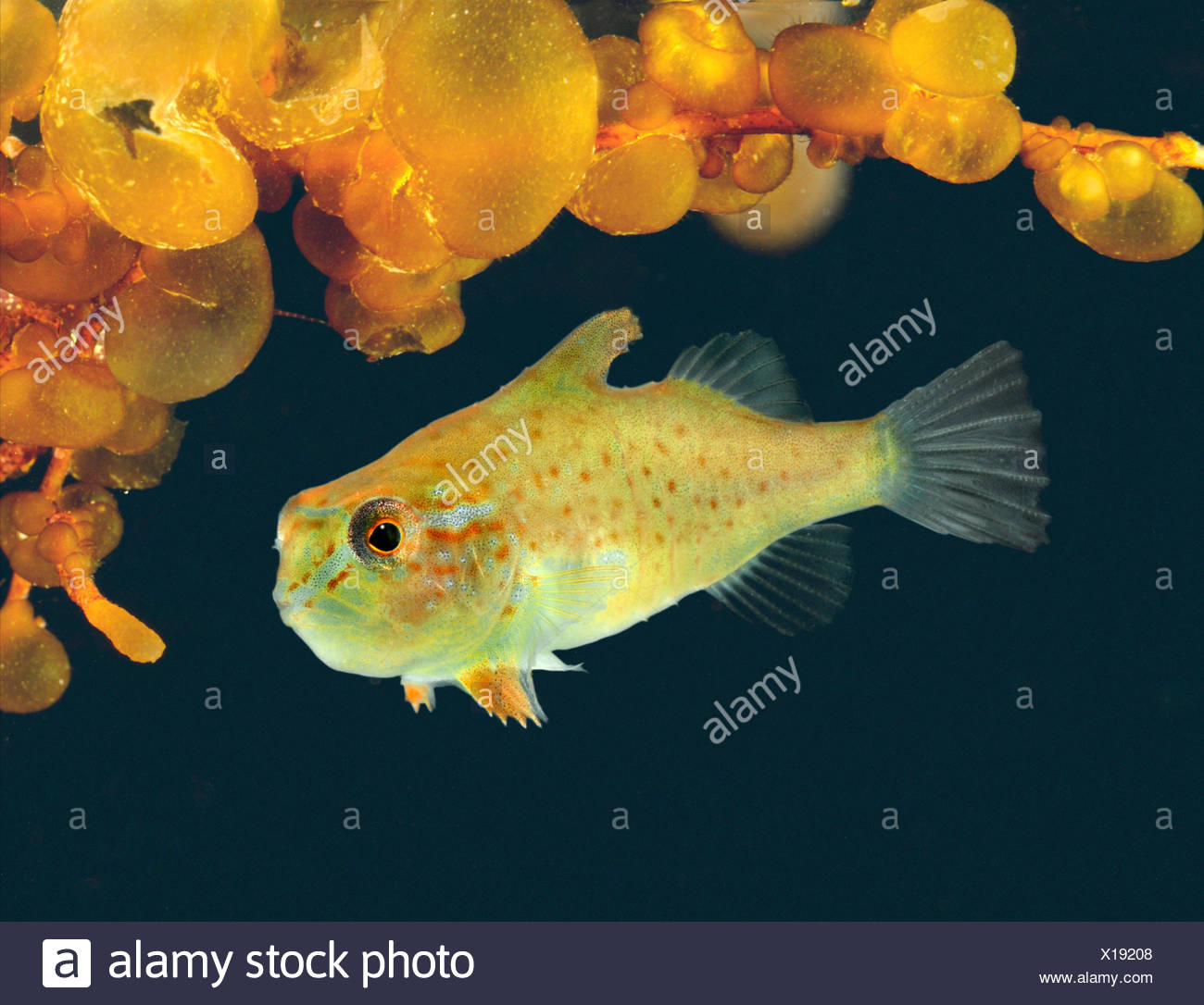Lumpsucker High Resolution Stock Photography and Images - Alamy