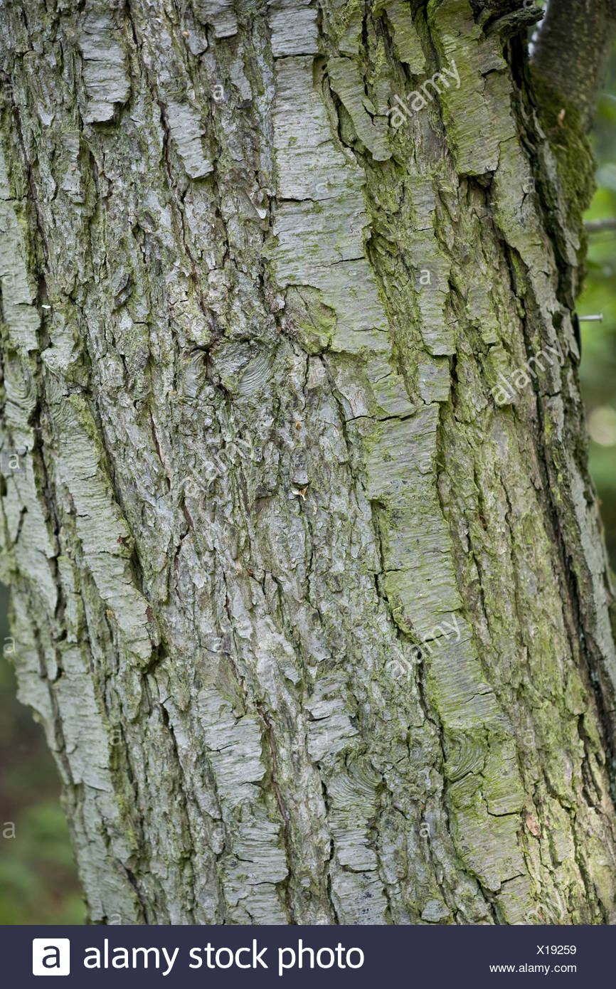 Common Alder Tree Bark High Resolution Stock Photography and Images - Alamy
